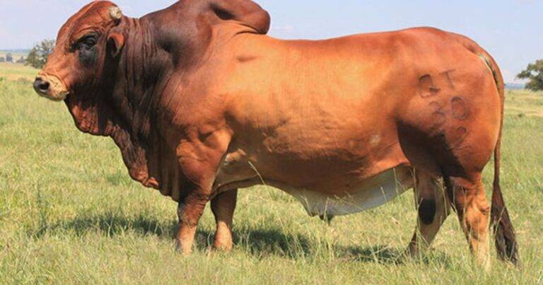 How Much Does A Bull Cost? A Complete Farmer's Pricing Guide
