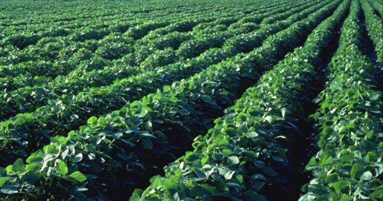 Top 10 Most Profitable Crops in USA (2026) - Agriculture Growing